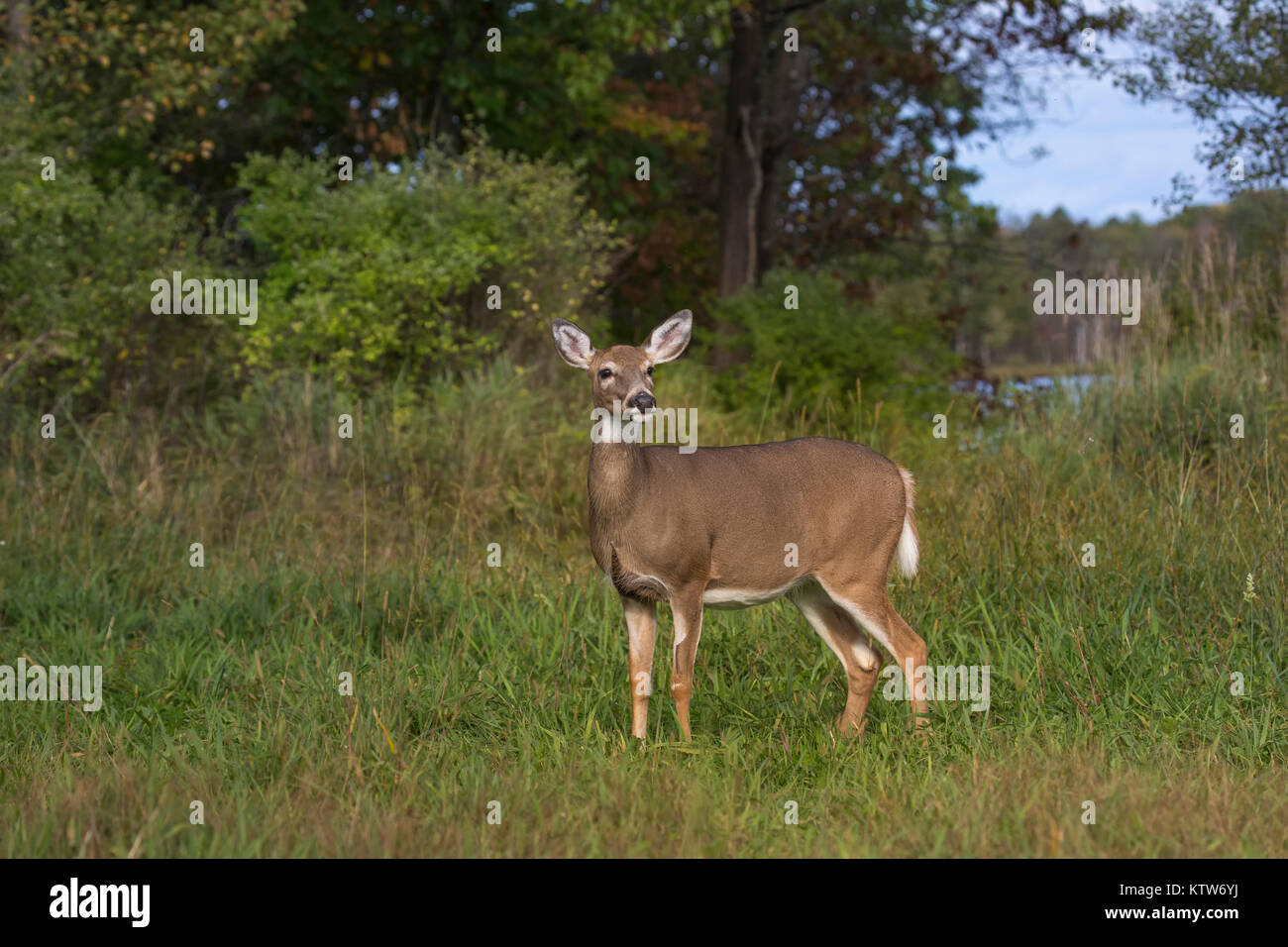 White-tailed doe in an autumn meadow Stock Photo - Alamy