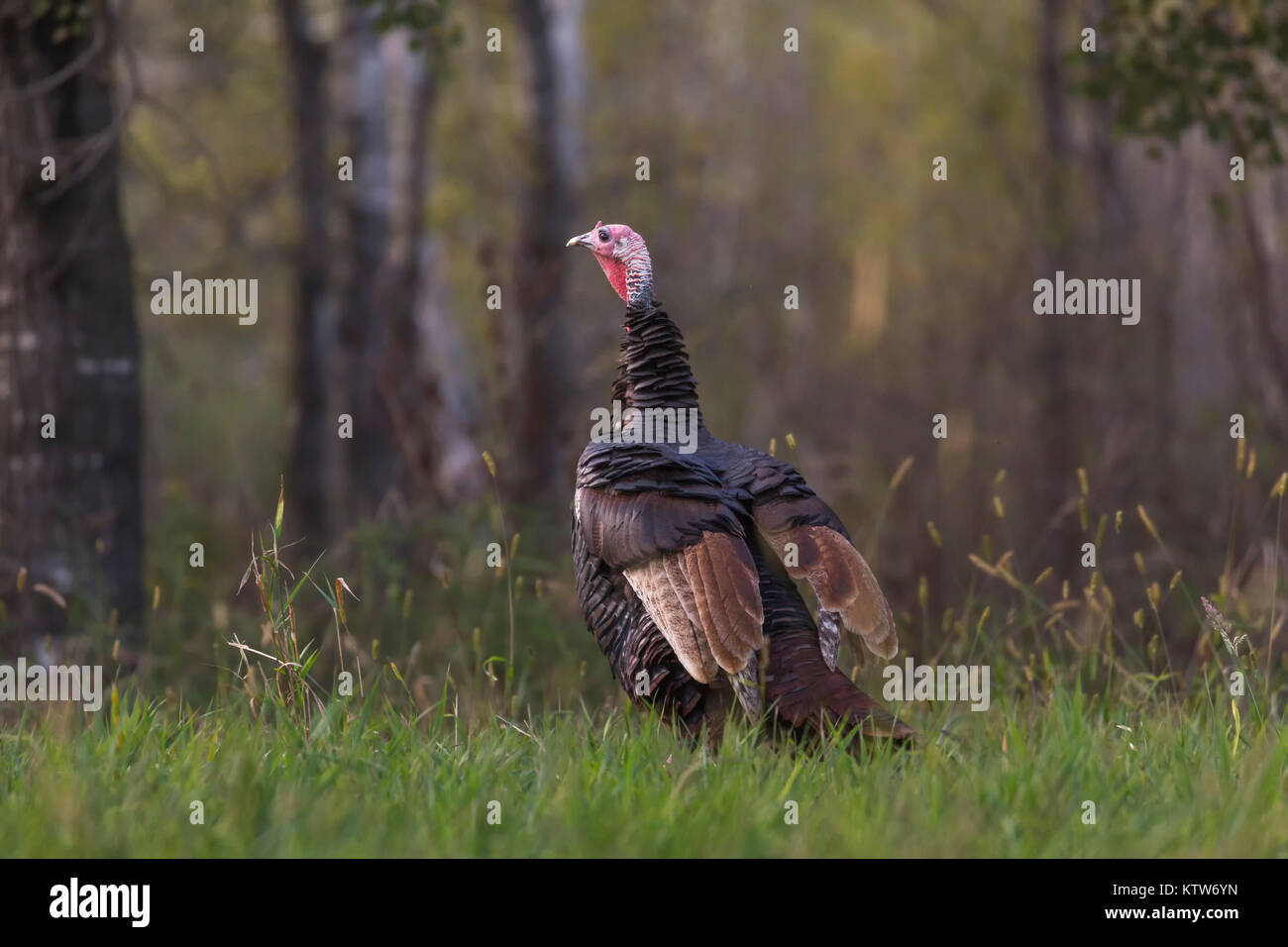 Eastern wild turkey at the edge of the forest Stock Photo - Alamy