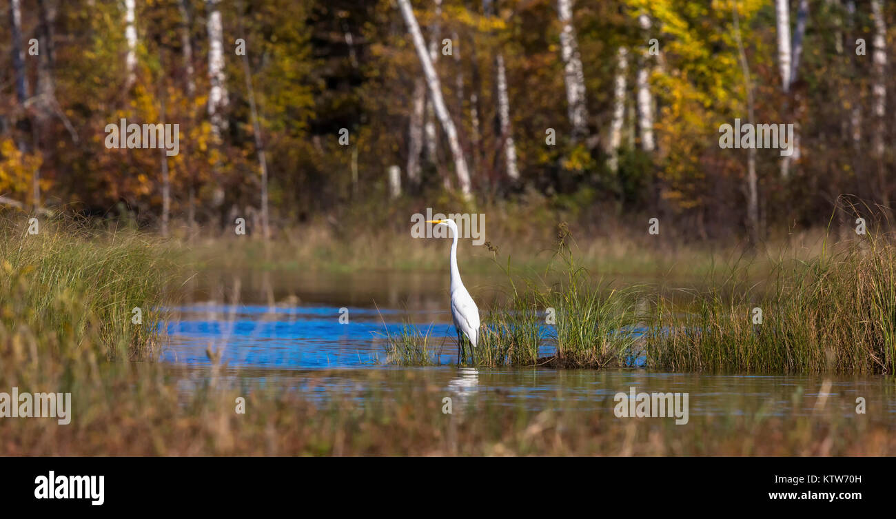 Rare great white egret ardea hi-res stock photography and images - Alamy
