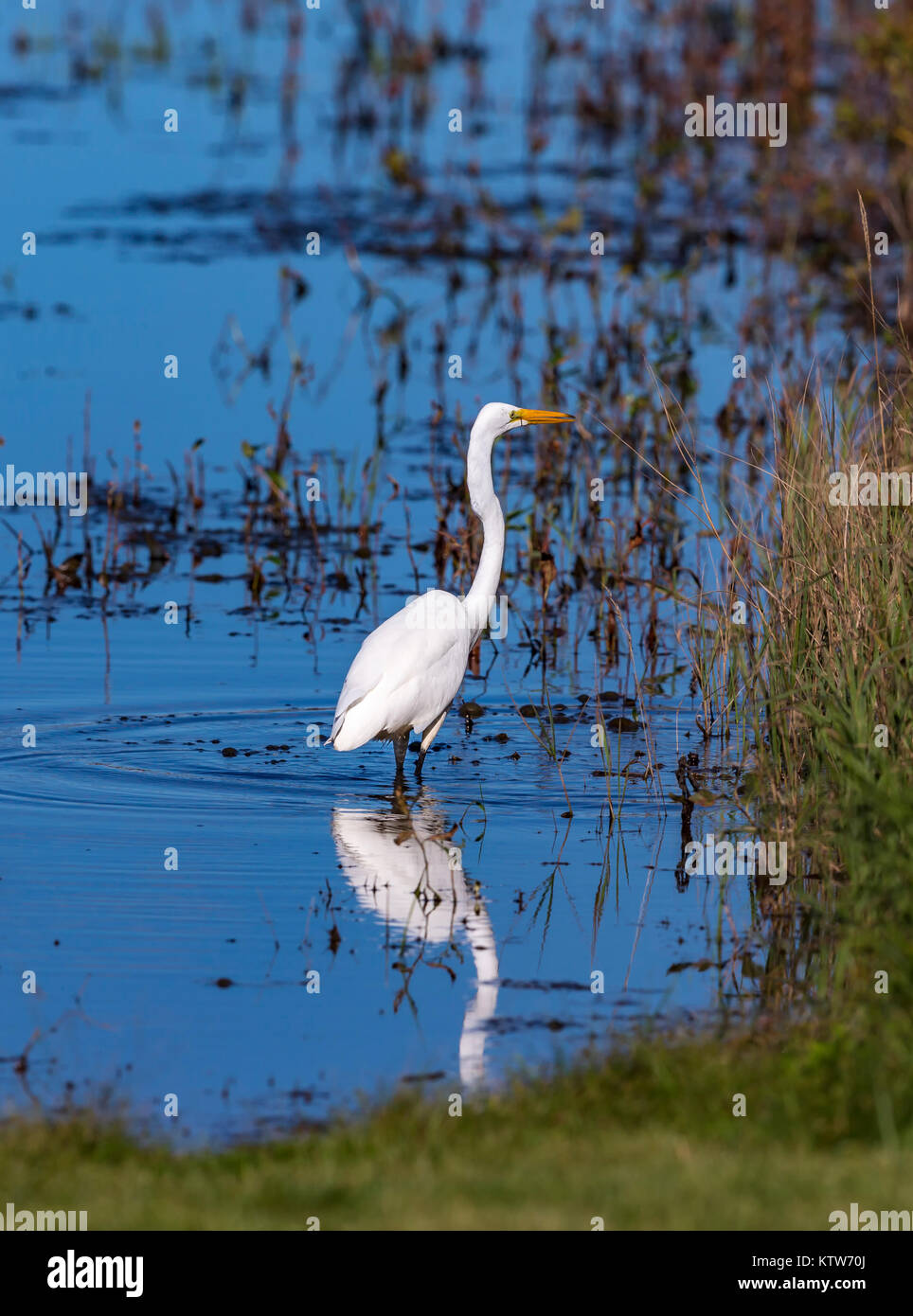Rare great white egret ardea hi-res stock photography and images - Alamy