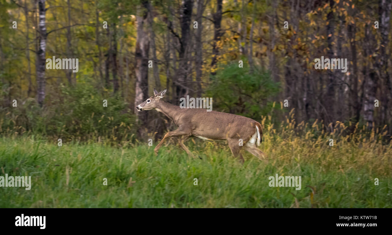 White-tailed doe running in an autumn meadow Stock Photo - Alamy