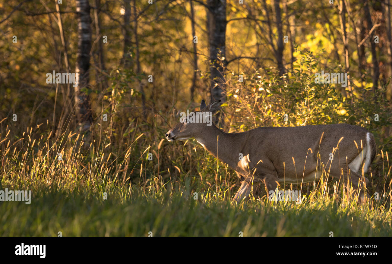 White-tailed doe walking in the autumn light Stock Photo - Alamy