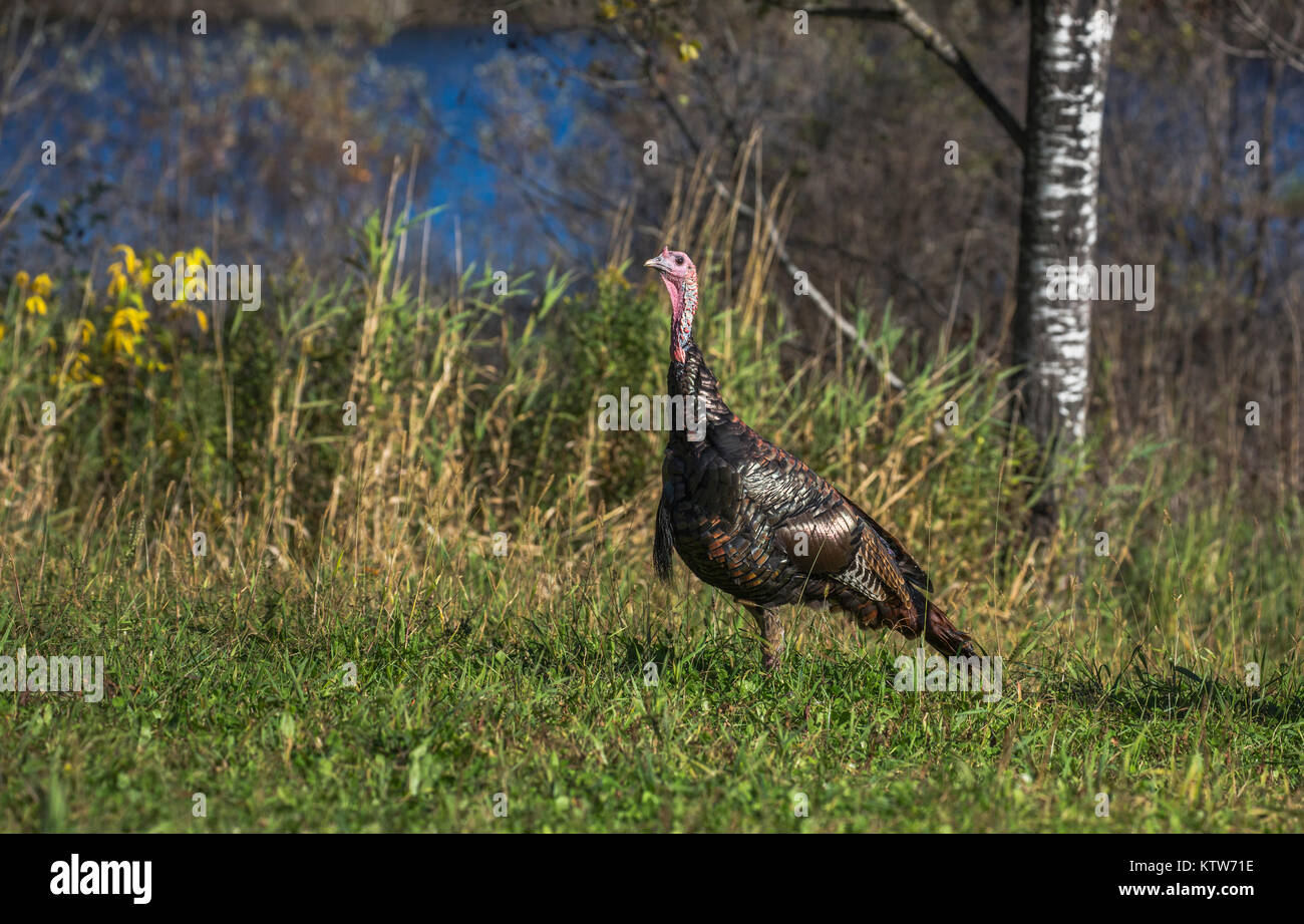 Eastern wild Turkey in northern Wisconsin Stock Photo - Alamy