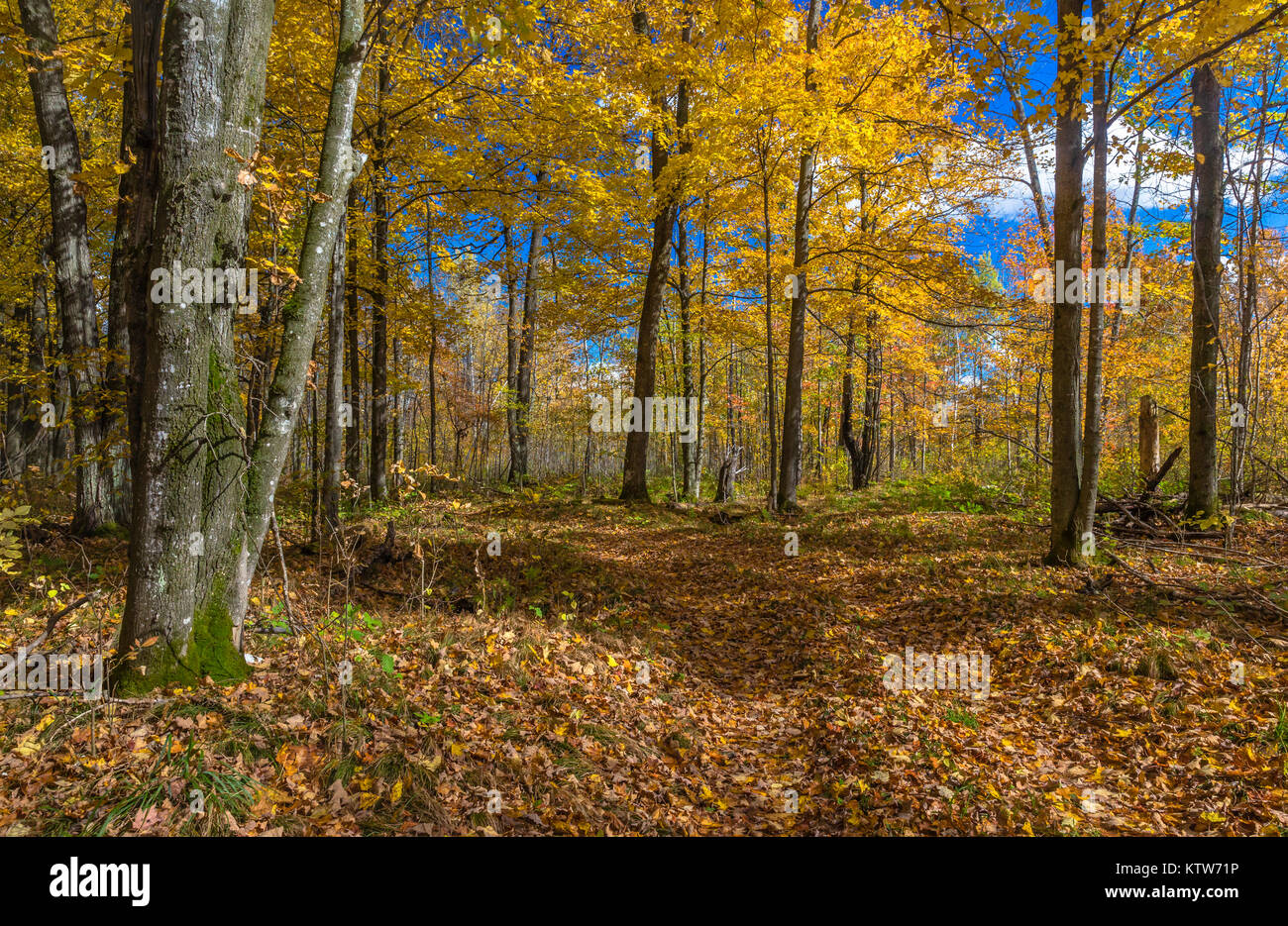 Woodland trail in northern Wisconsin Stock Photo - Alamy