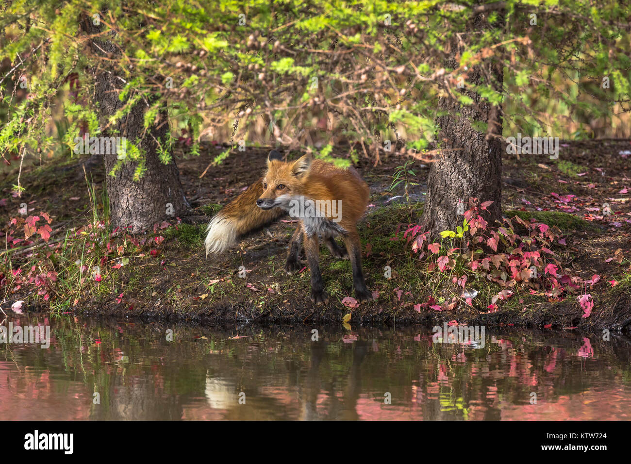 Red fox in fall hi-res stock photography and images - Alamy