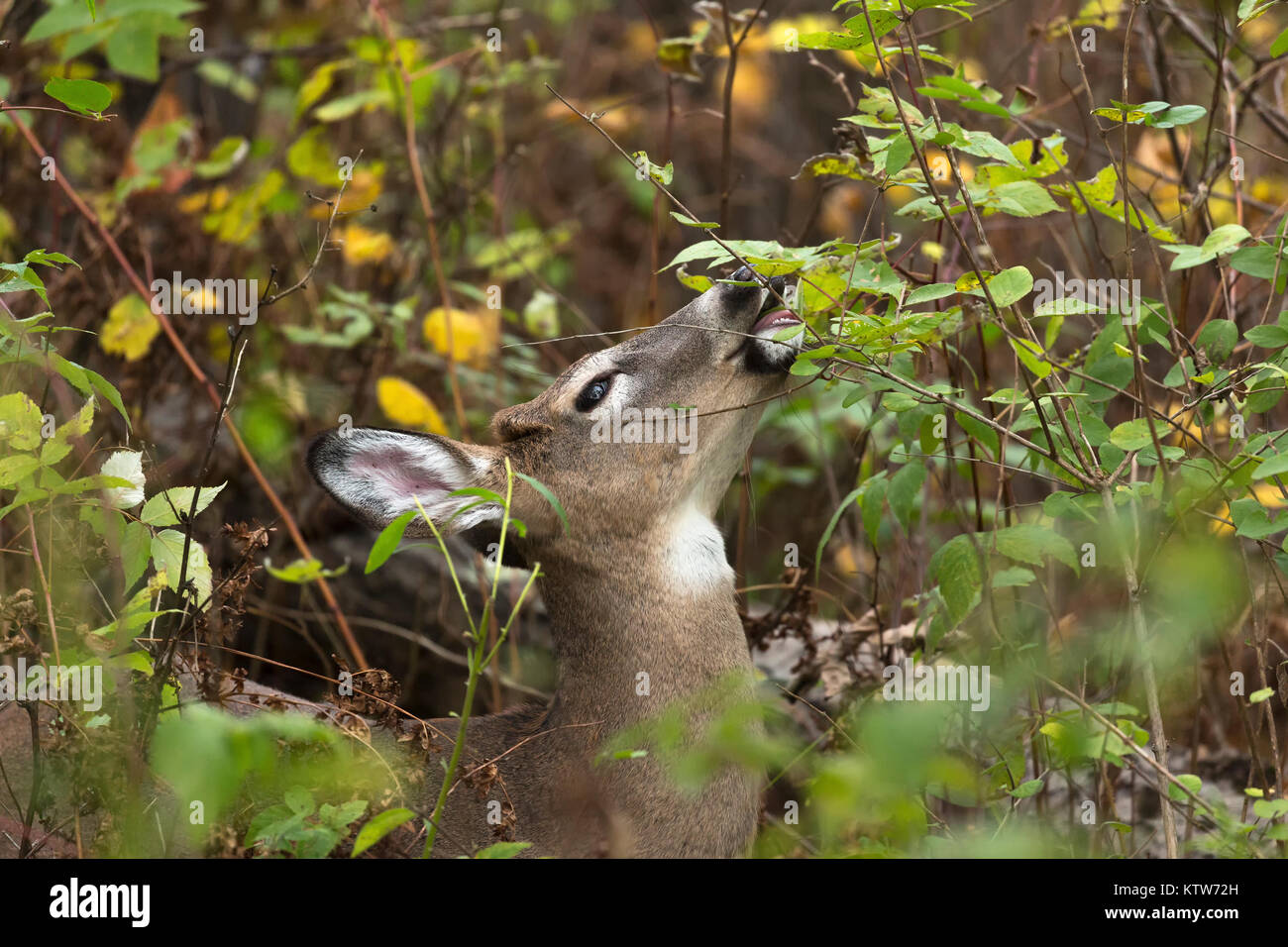 White-tailed fawn feeding in a northern Wisconsin woodland Stock Photo ...