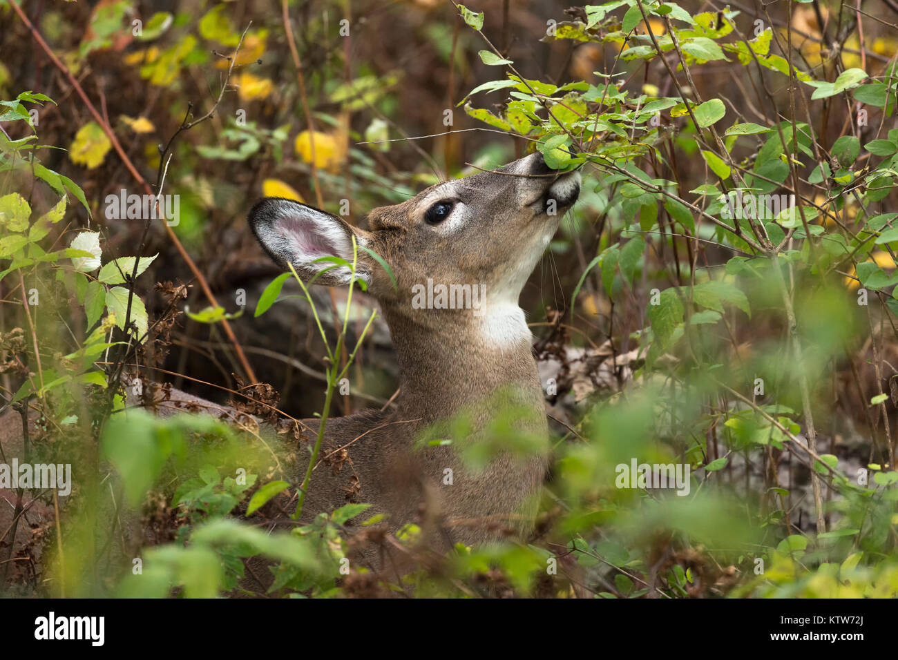 White-tailed fawn feeding in a northern Wisconsin woodland Stock Photo ...