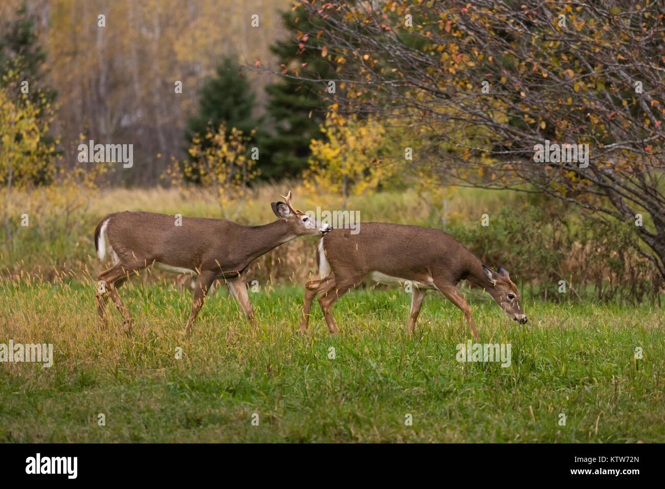 Whitetail buck chasing hi-res stock photography and images - Alamy