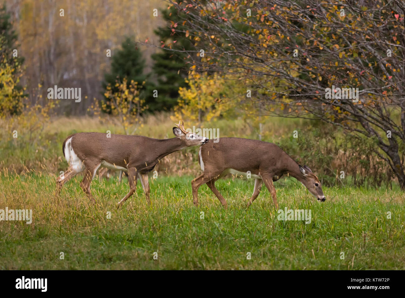 White-tailed buck chasing a doe in northern Wisconsin Stock Photo - Alamy