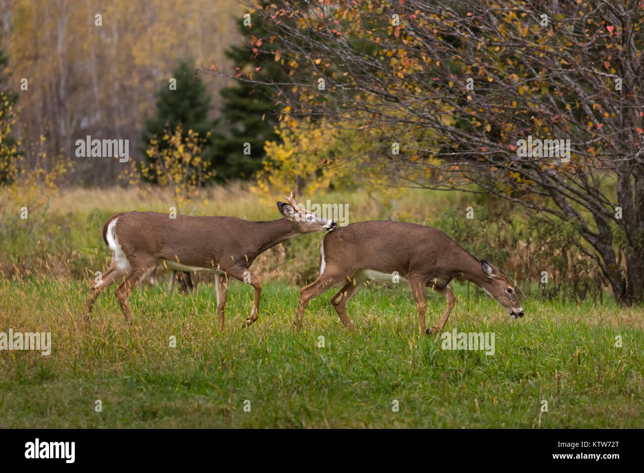 White-tailed buck chasing a doe in northern Wisconsin Stock Photo - Alamy