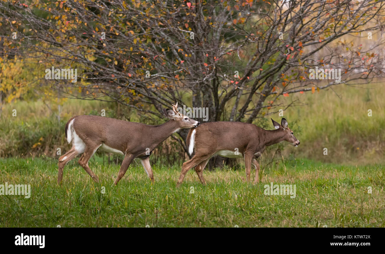 White-tailed buck chasing a doe in northern Wisconsin Stock Photo - Alamy