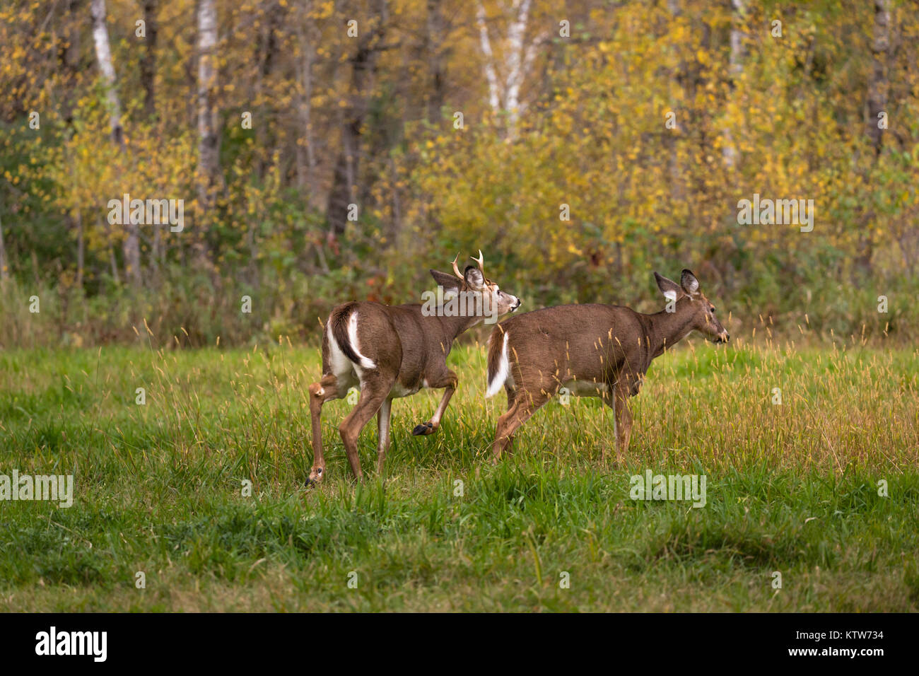 White-tailed buck chasing a doe in northern Wisconsin Stock Photo - Alamy