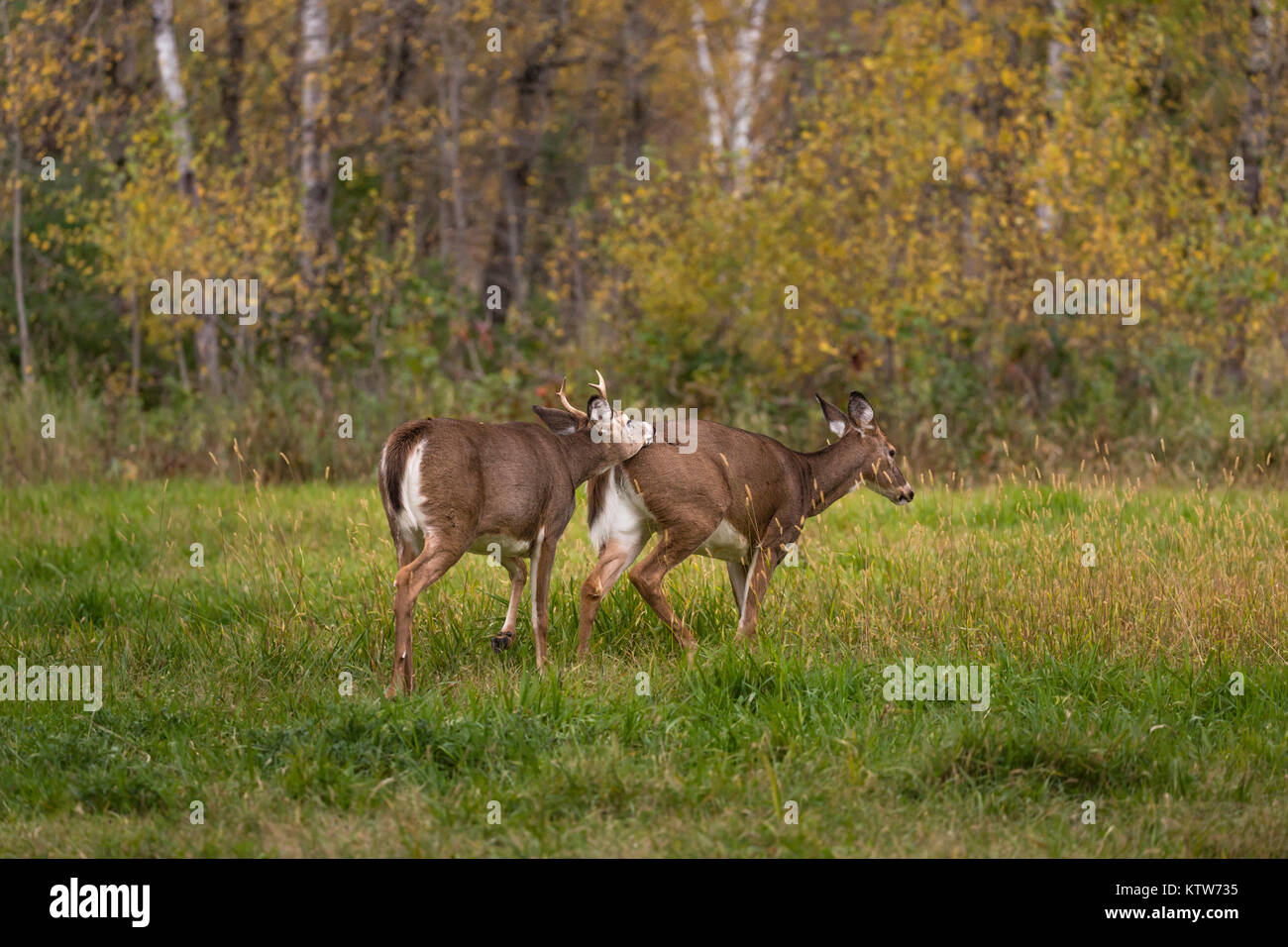 White-tailed buck chasing a doe in northern Wisconsin Stock Photo - Alamy