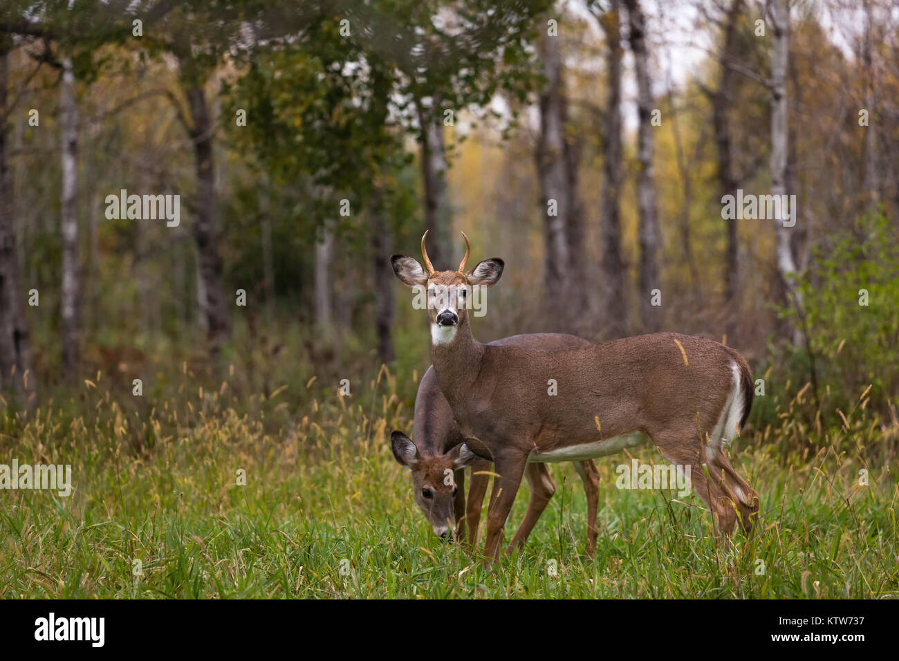 Doe buck hi-res stock photography and images - Alamy