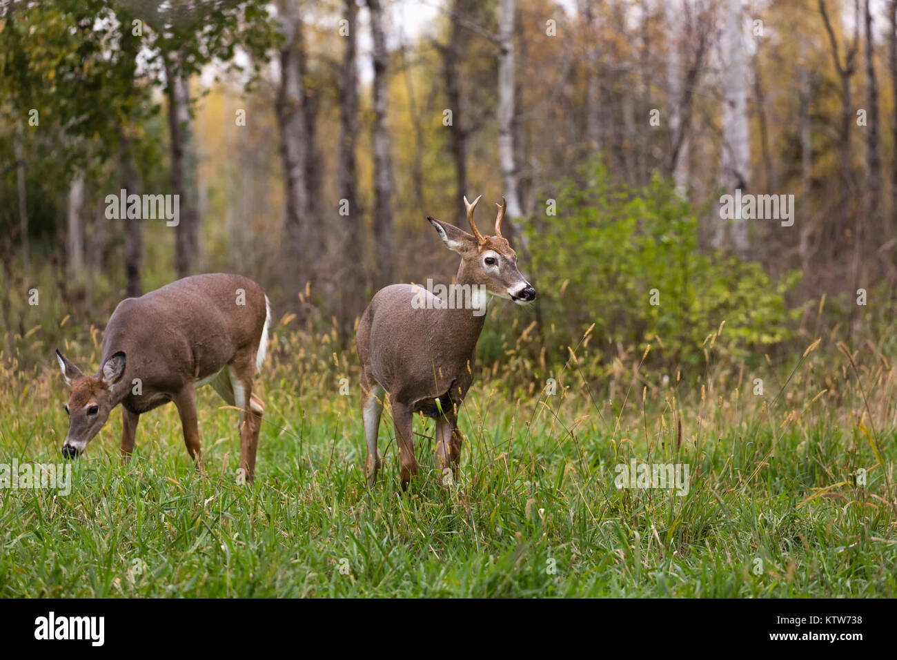 White Tailed Deer Doe And Buck