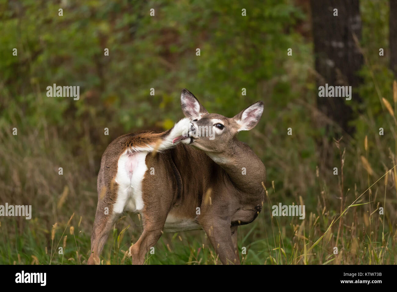 White-tailed doe grooming her tail Stock Photo - Alamy