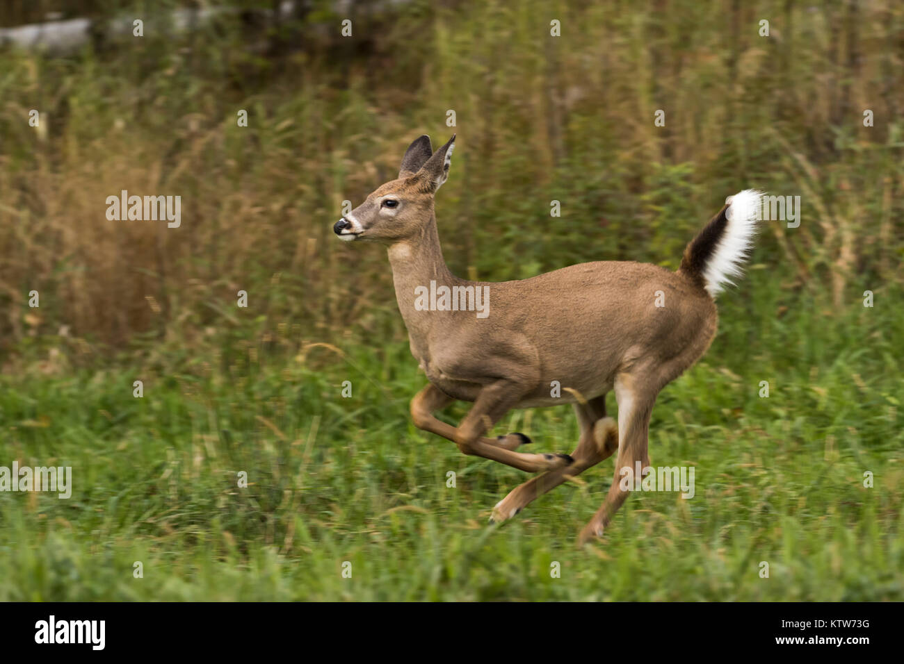 Deer tail flag hi-res stock photography and images - Alamy