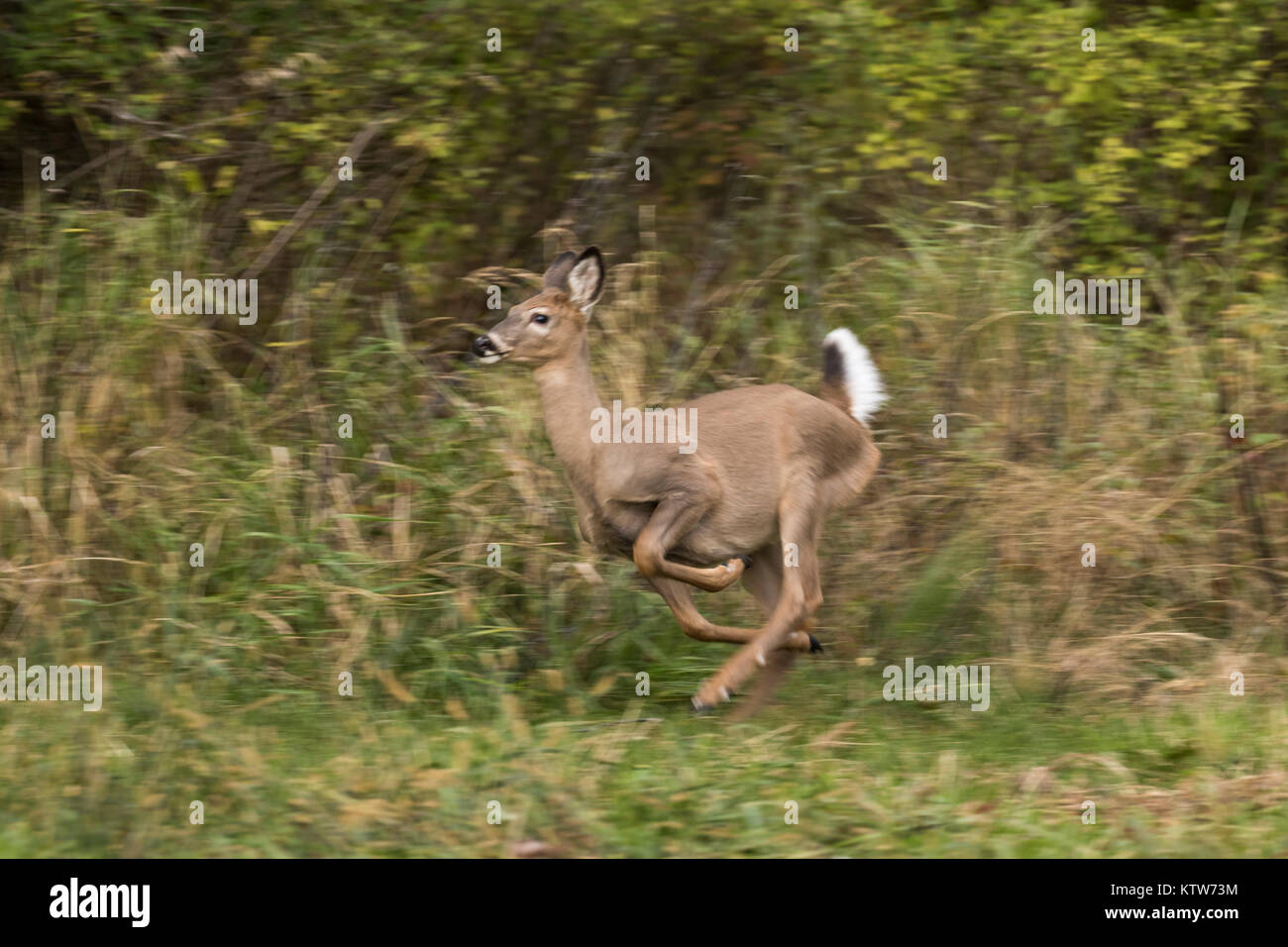 Alarmed white-tailed fawn running in an autumn field Stock Photo - Alamy