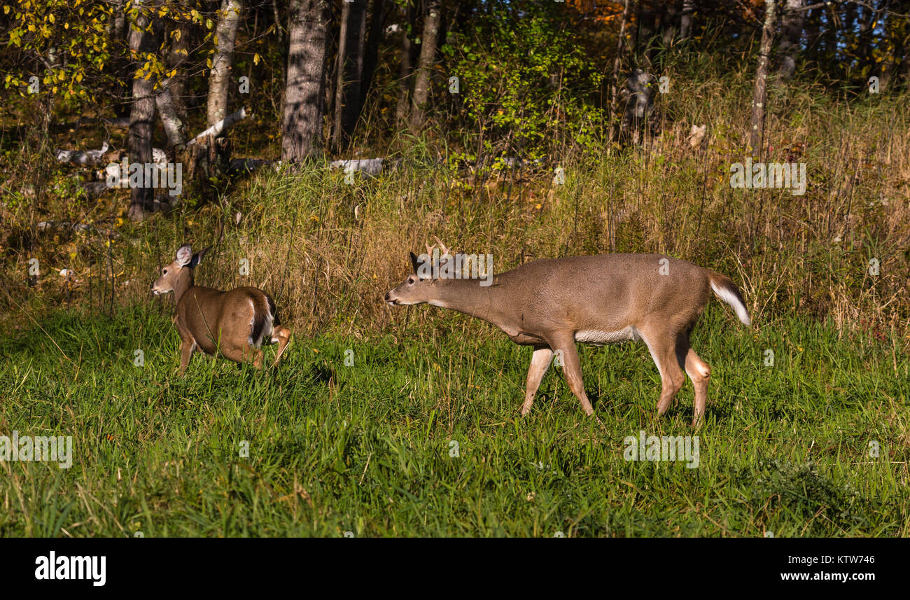 Whitetail buck chasing hi-res stock photography and images - Alamy