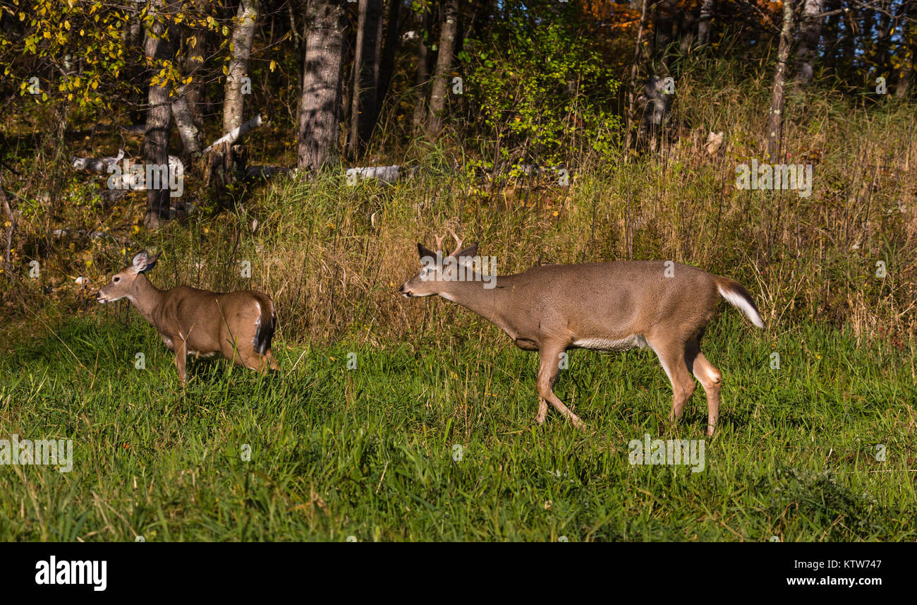 Whitetail buck doe rut hi-res stock photography and images - Alamy