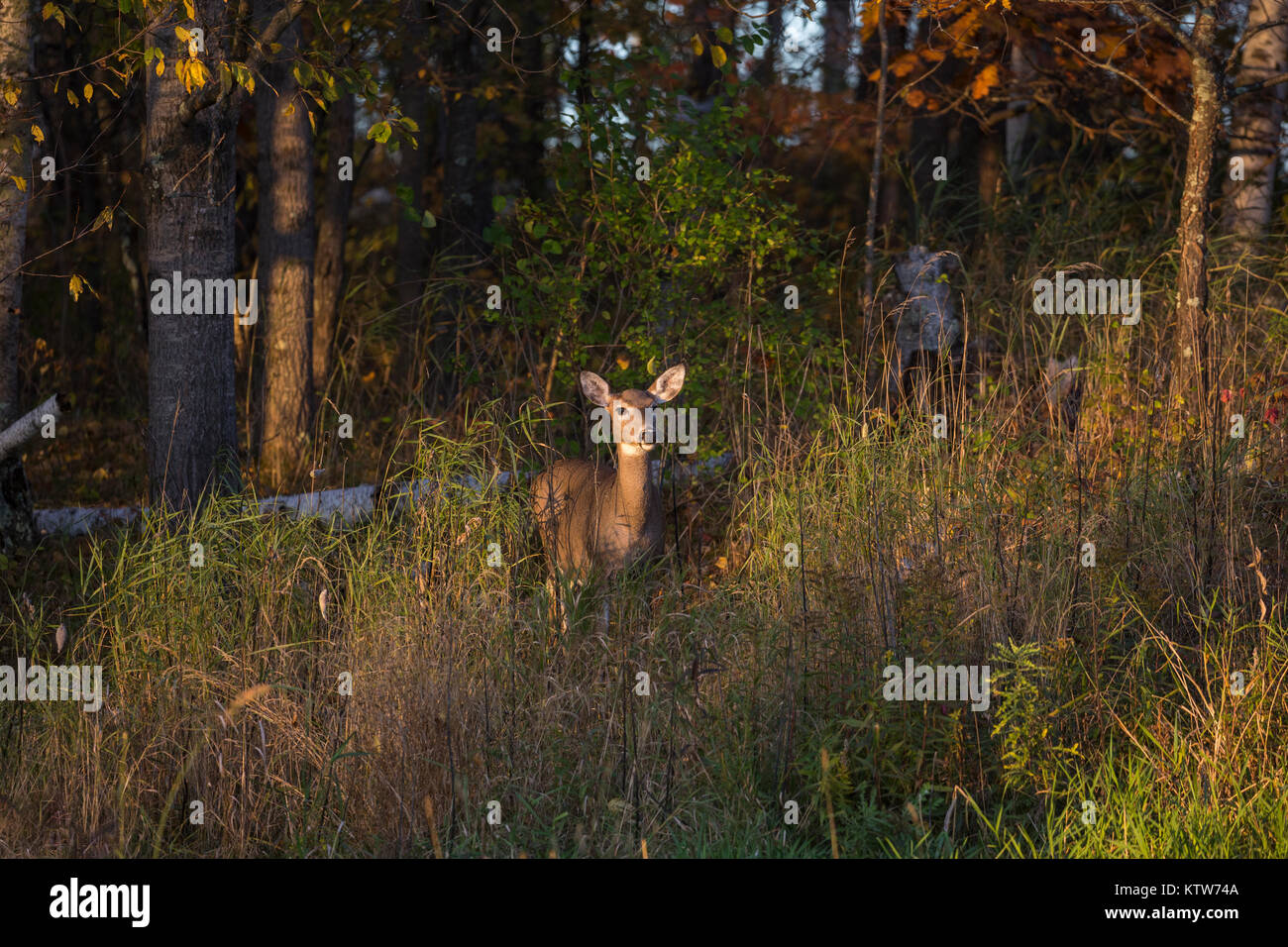 White-tailed doe standing in the warmth of the late afternoon sun Stock ...