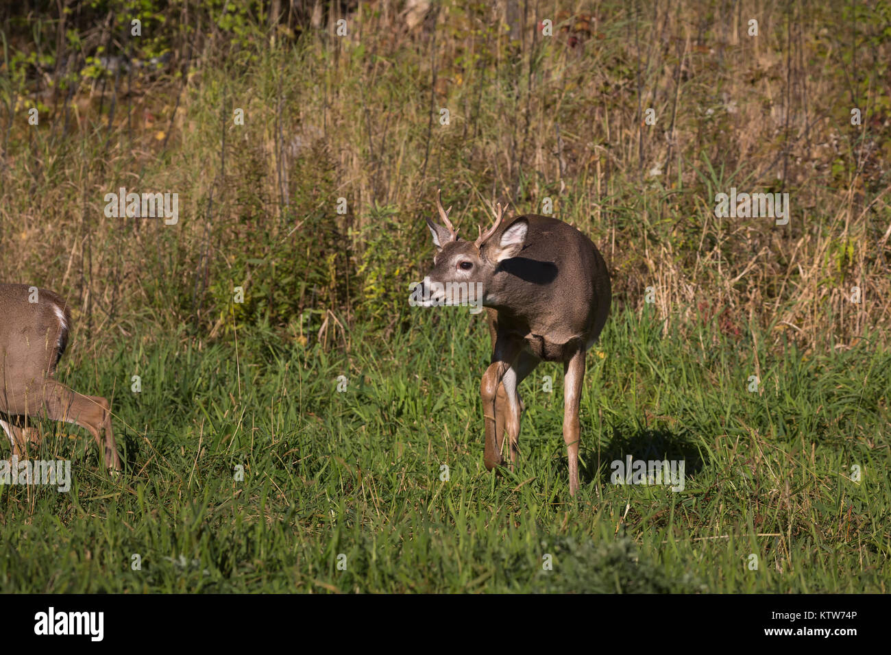 Whitetail buck chasing hi-res stock photography and images - Alamy
