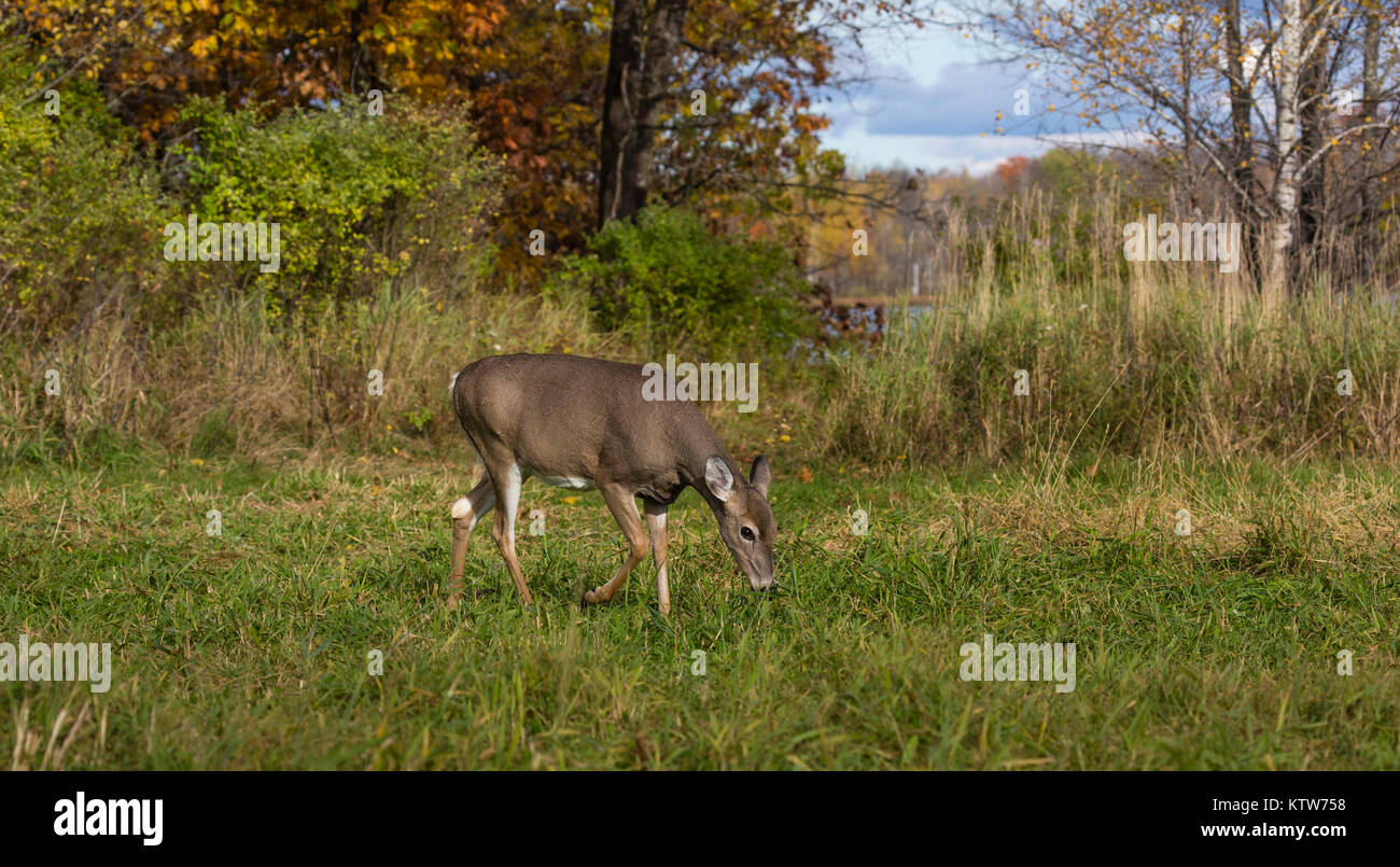 White-tailed doe in a northern Wisconsin field Stock Photo - Alamy