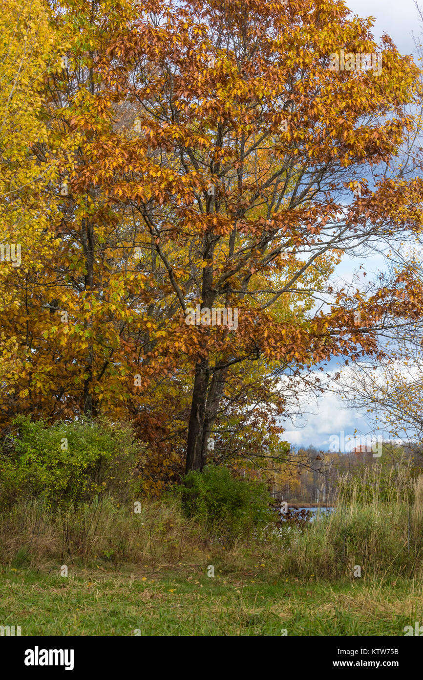 Wisconsin northwoods fall hi-res stock photography and images - Alamy