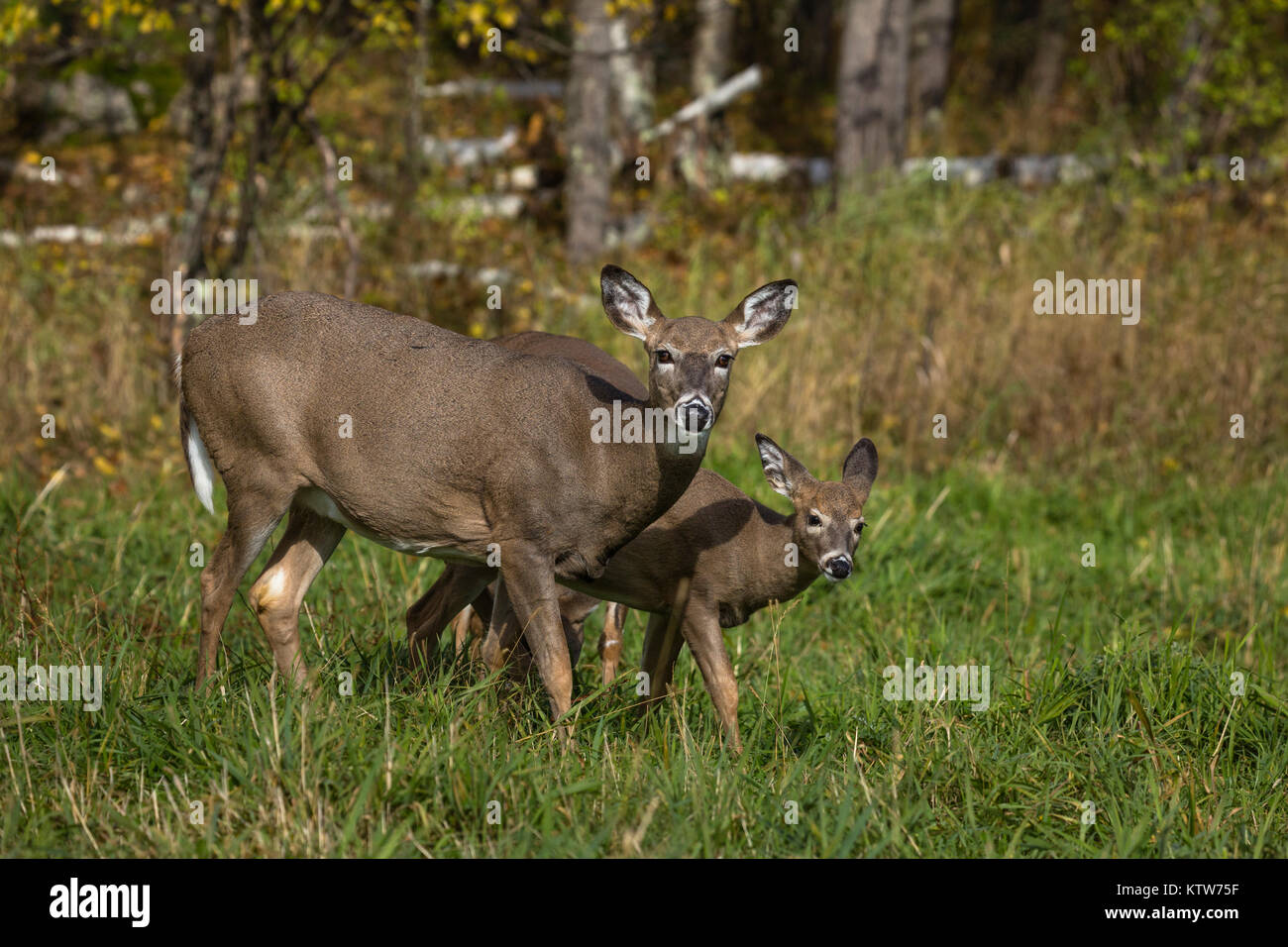 White-tailed doe and her fawn in an autumn field Stock Photo - Alamy