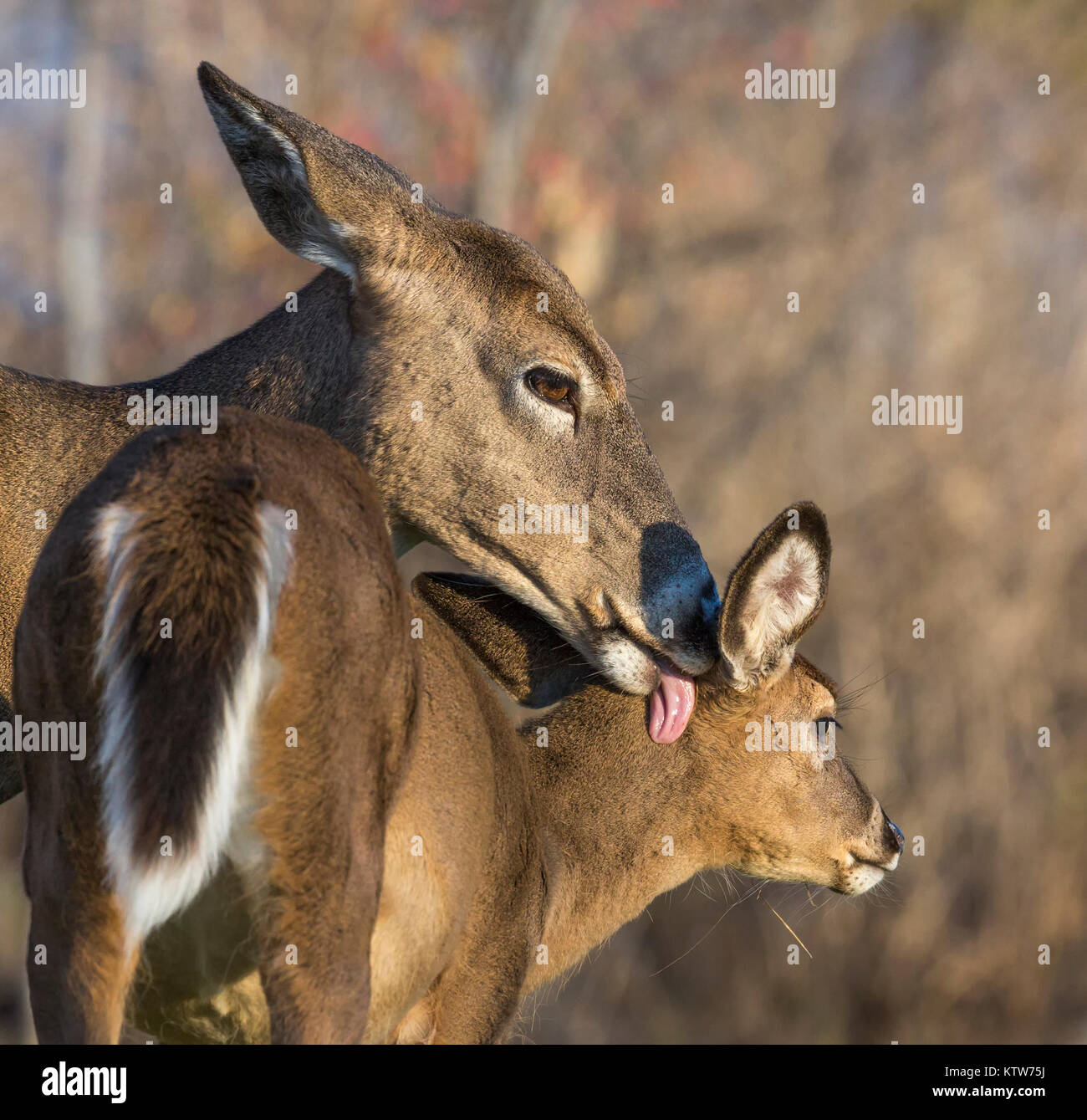 White-tailed doe grooming her fawn Stock Photo - Alamy