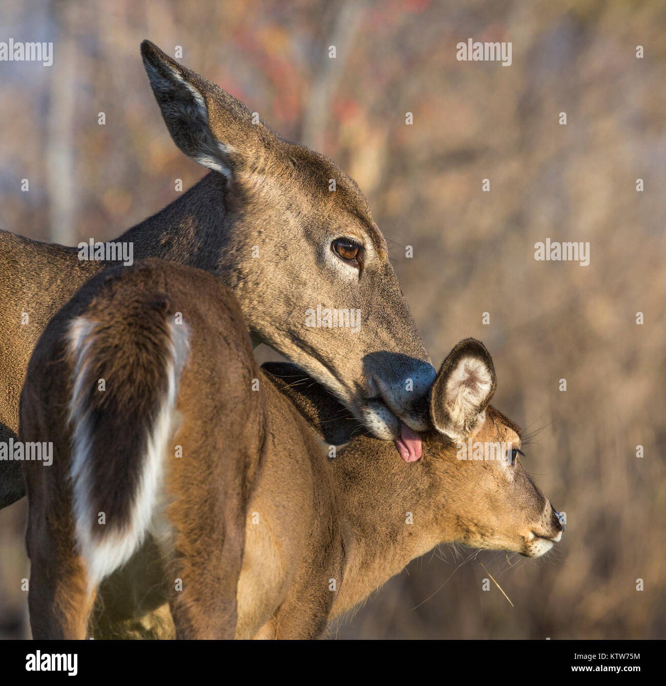 White-tailed doe grooming her fawn Stock Photo - Alamy