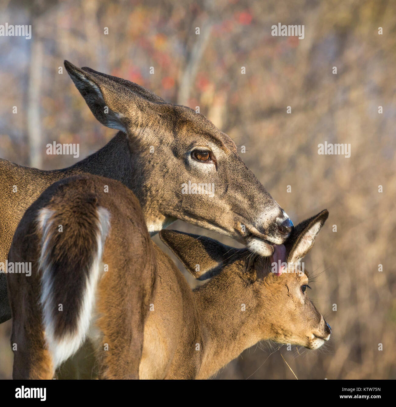 White-tailed doe grooming her fawn Stock Photo - Alamy