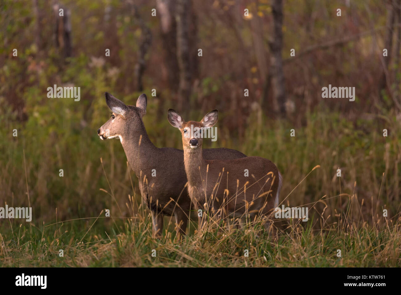 White-tailed doe and her fawn Stock Photo - Alamy