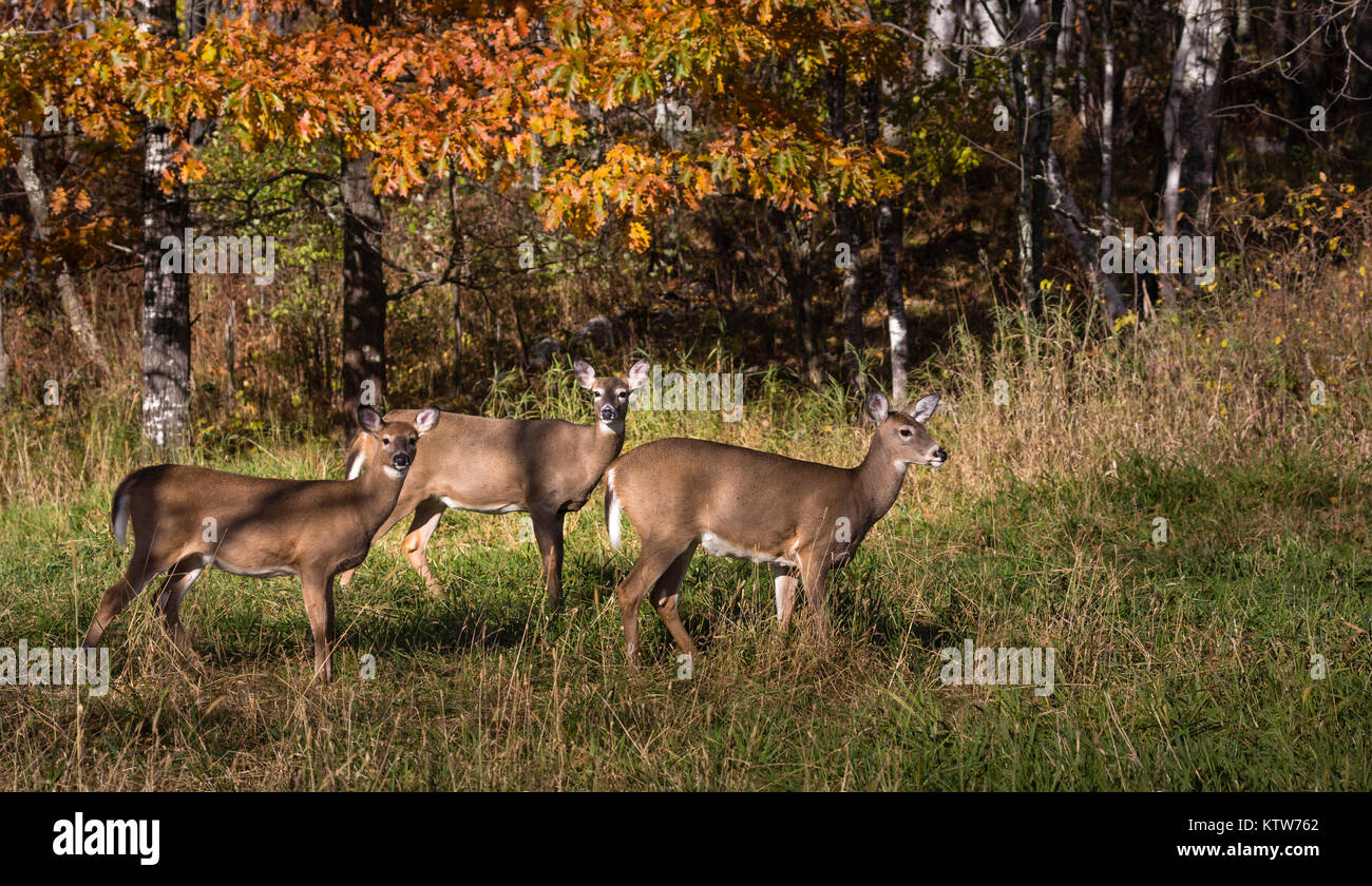 White-tailed deer in an autumn field Stock Photo - Alamy