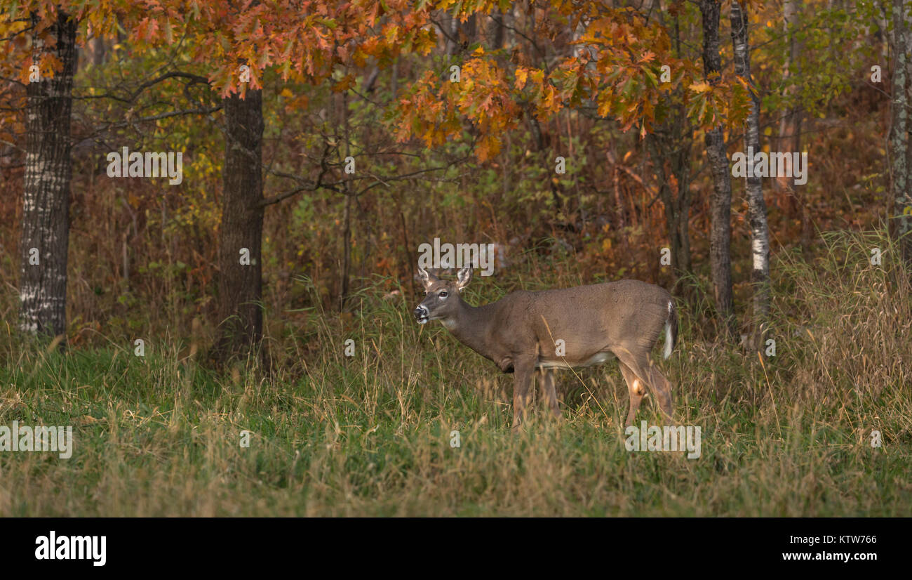 Looking birch woods field hi-res stock photography and images - Alamy