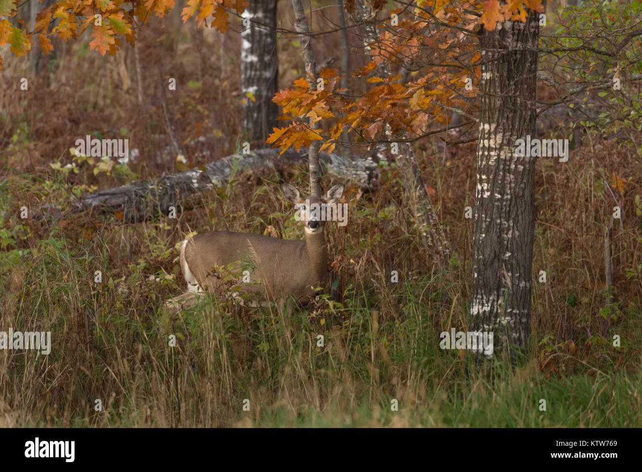 White-tailed doe in an autumn forest Stock Photo - Alamy
