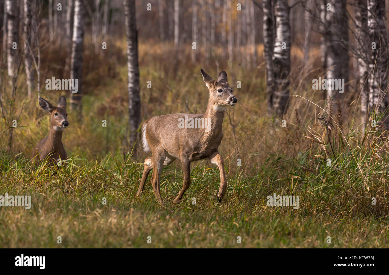 Trail of two forests hi-res stock photography and images - Alamy