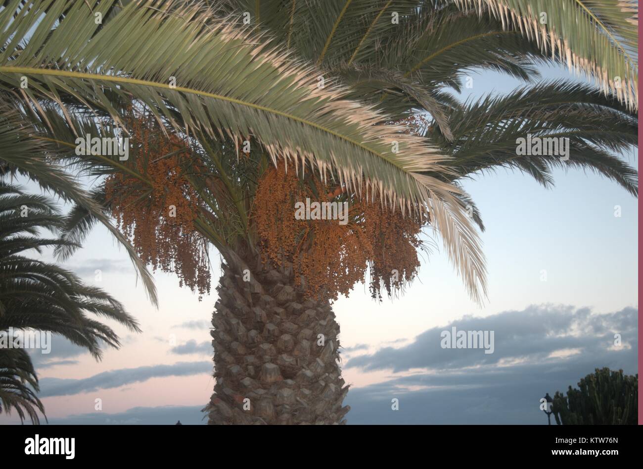 Date tree hi-res stock photography and images - Alamy