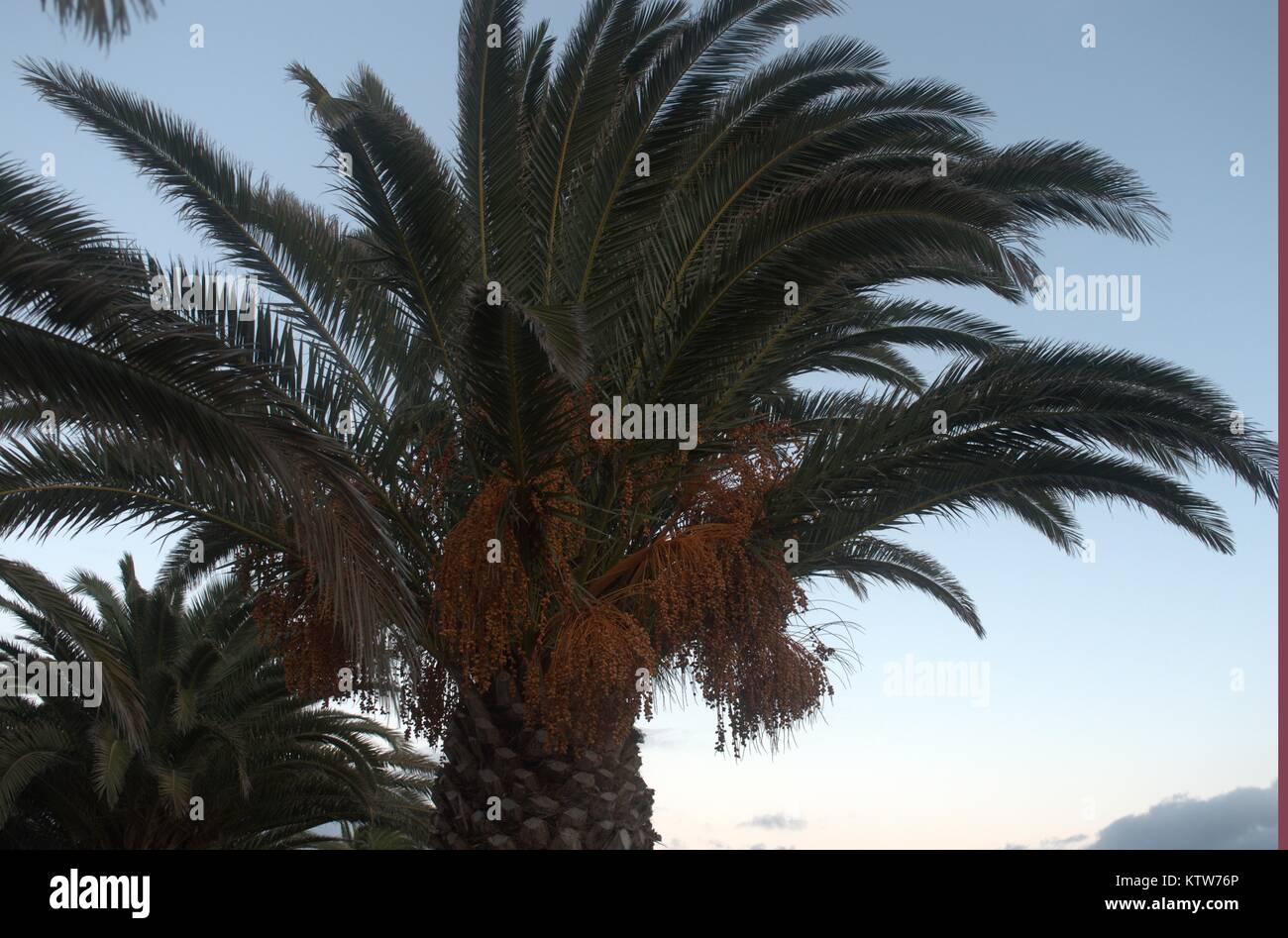 Date tree hi-res stock photography and images - Alamy