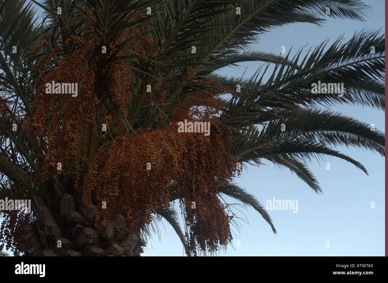 a date tree (palm) with bunch of dates on it showing the glory of life ...