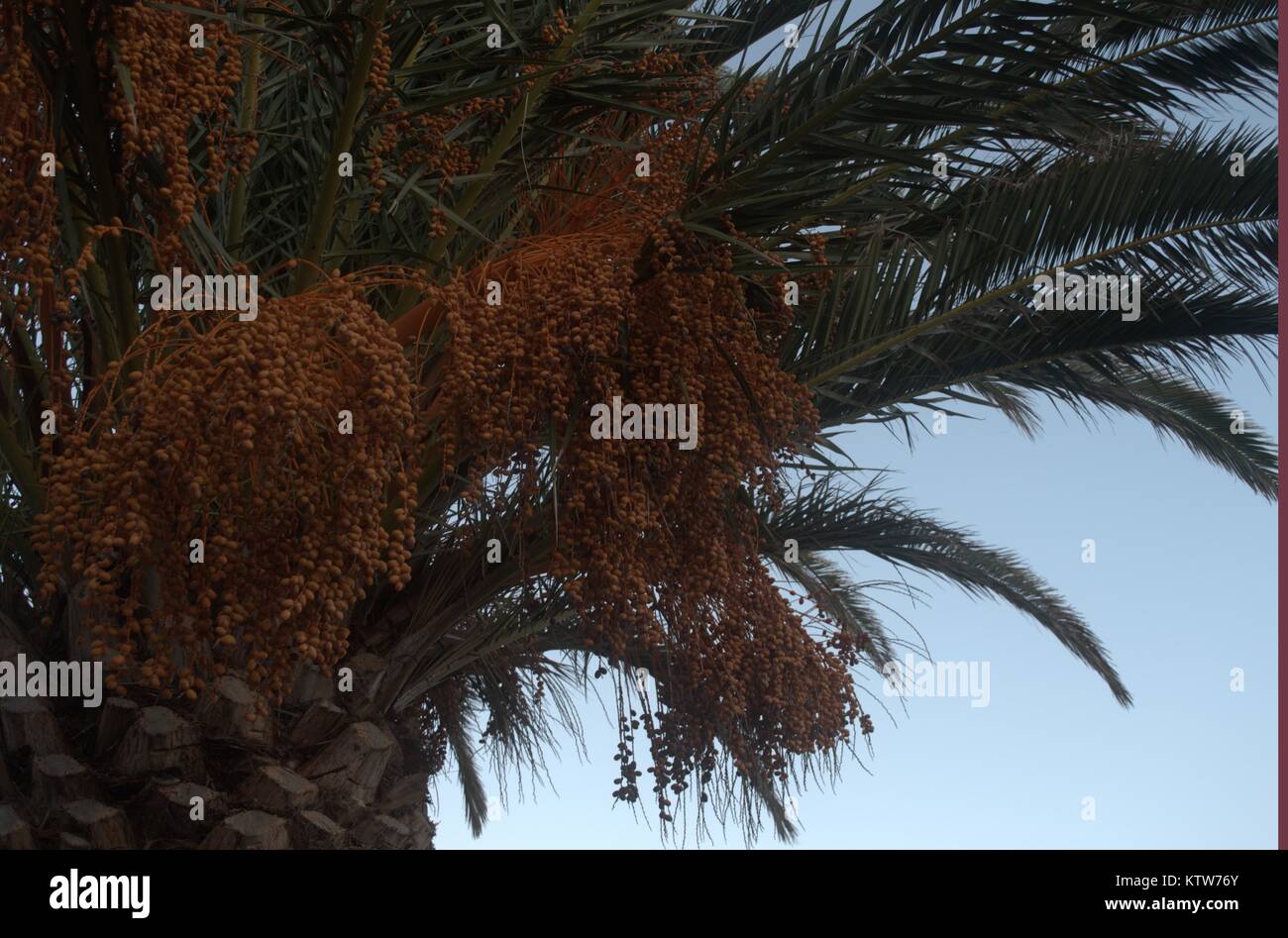 Date tree hi-res stock photography and images - Alamy