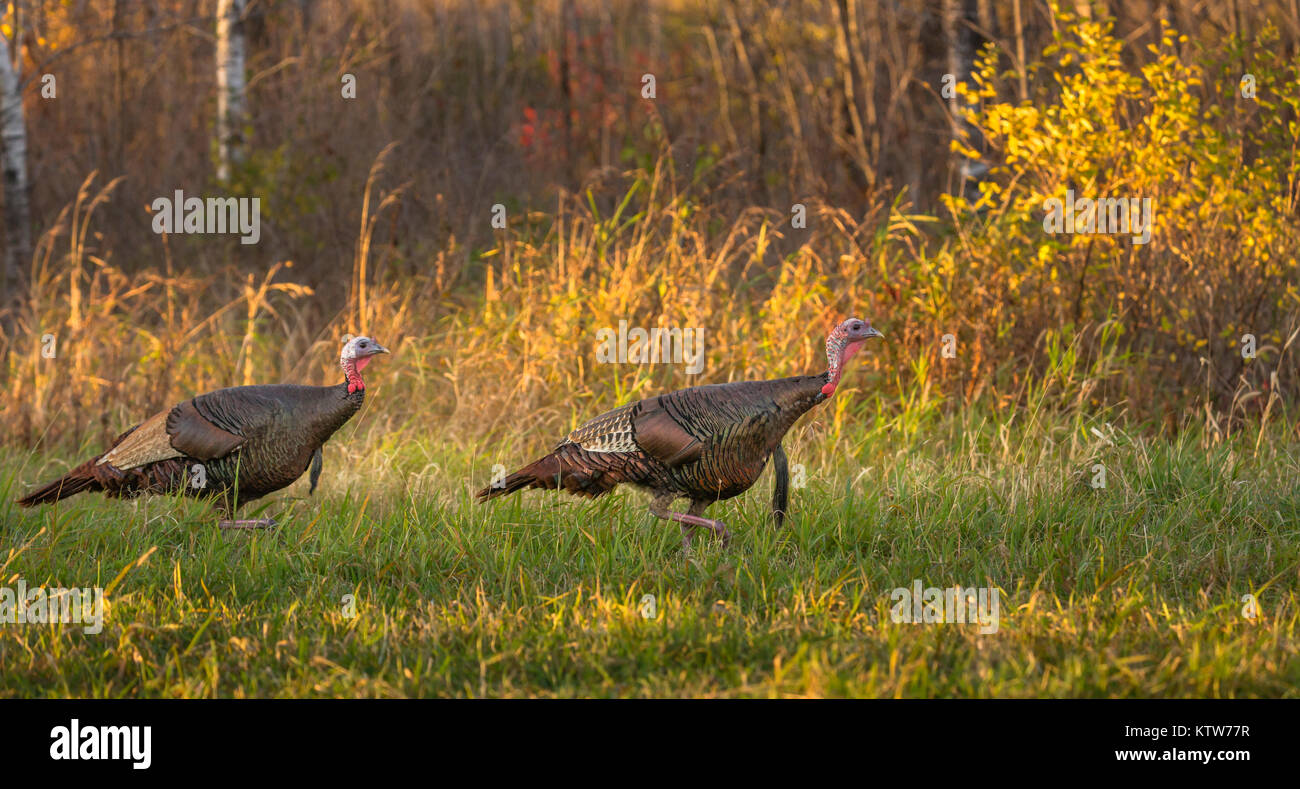 Wild turkeys walking in an autumn field in northern Wisconsin Stock ...