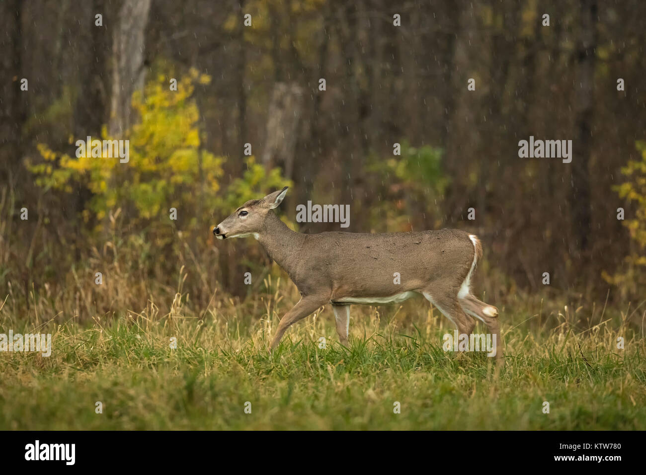 White-tailed doe walking in the rain Stock Photo - Alamy