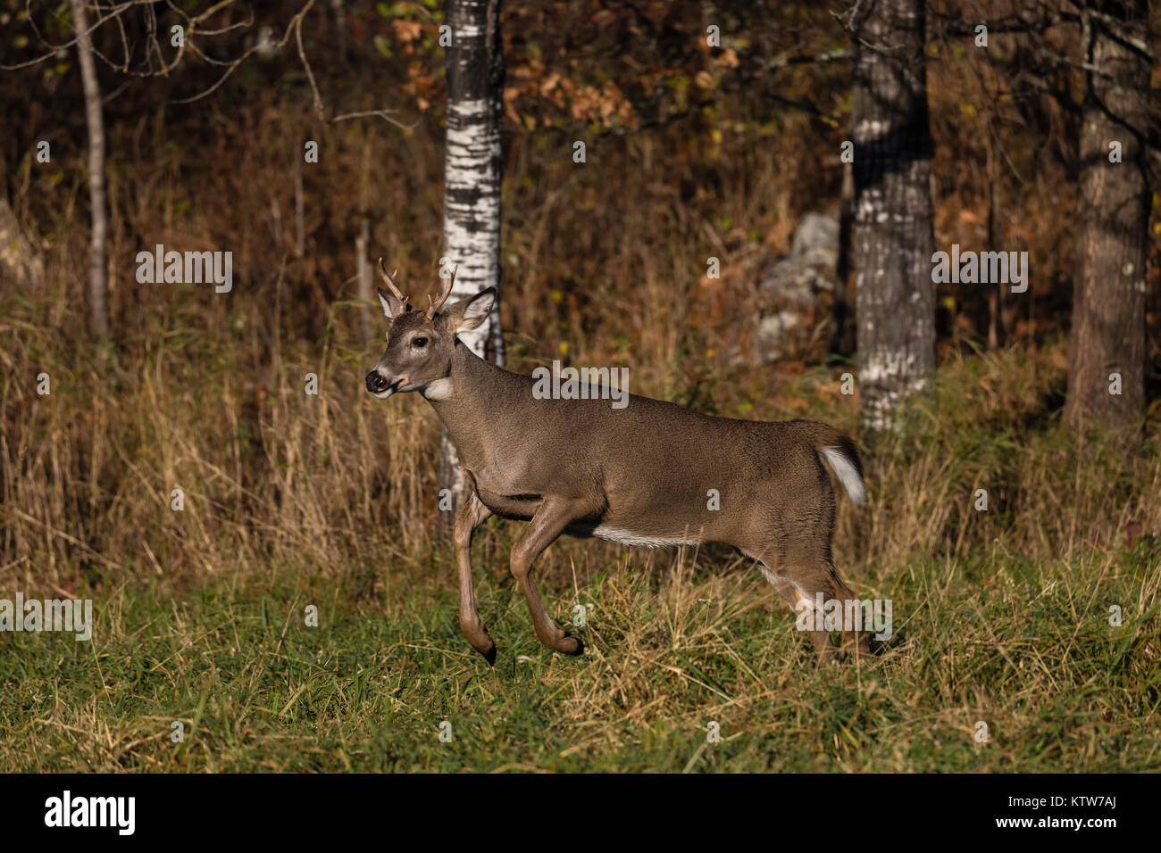 White-tailed buck just spotted a doe during the rut in northern ...