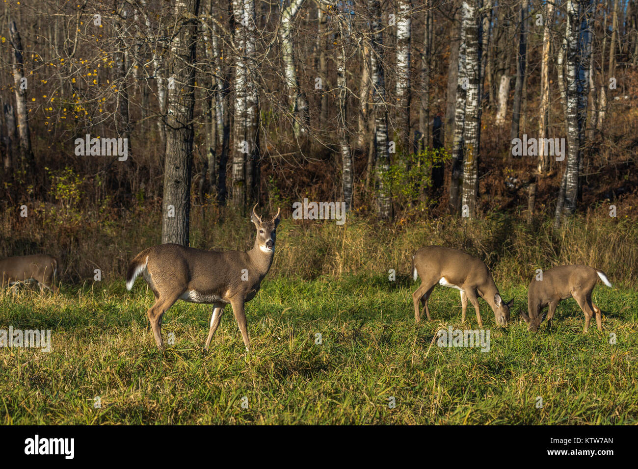 White-tailed deer feeding in a northern Wisconsin meadow Stock Photo ...