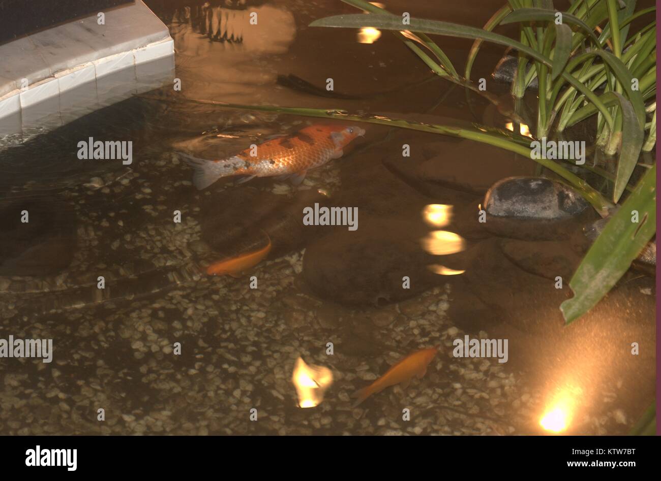 Golden fishs hi-res stock photography and images - Alamy