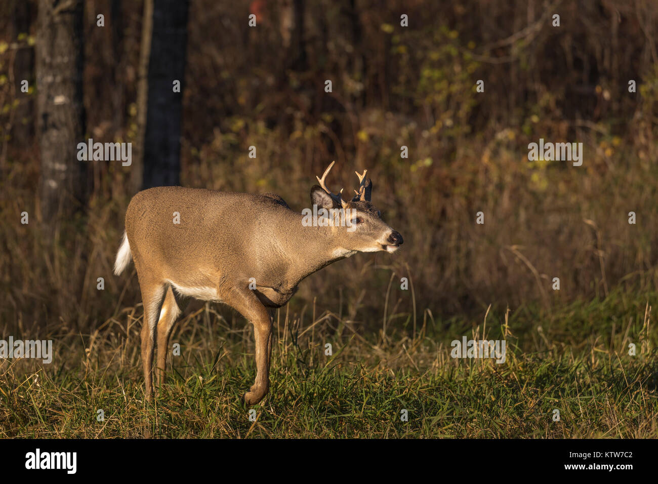 Young white-tailed buck chasing does during the rut in northern ...