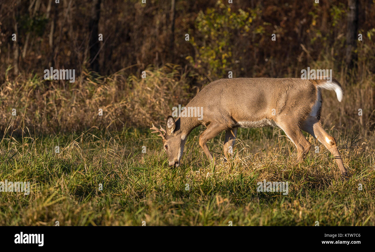 Young white-tailed buck smelling doe urine during the rut in northern ...