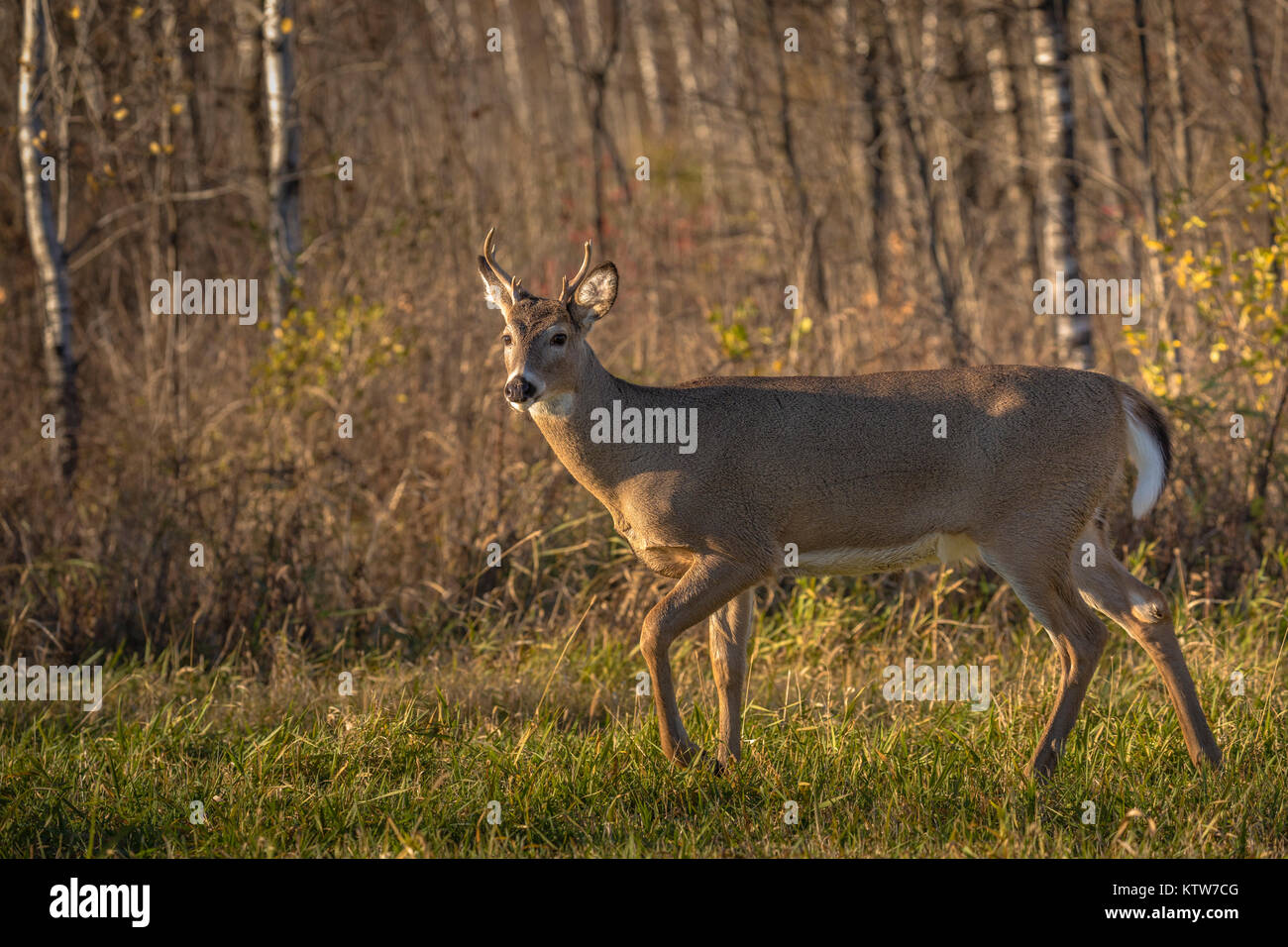 White-tailed buck walking along the forest's edge in northern Wisconsin ...