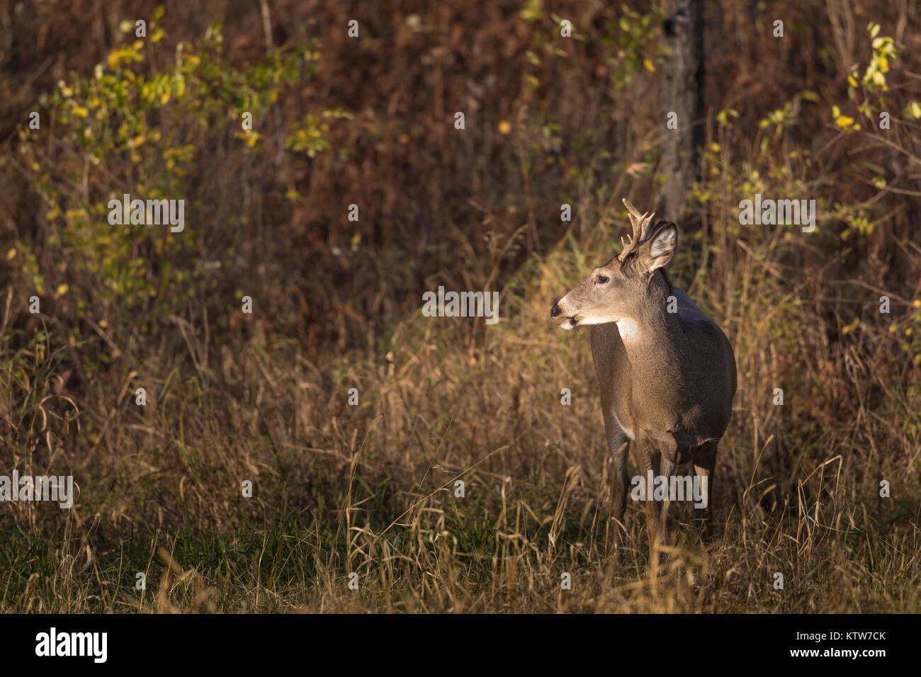 Whitetail deer side view hi-res stock photography and images - Alamy
